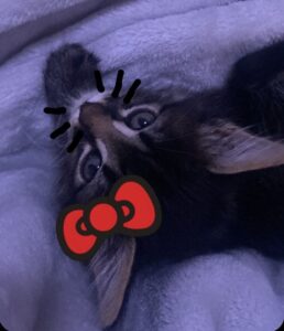 Matching Cat Pfps Collection (150+ Images) — PfpFinder.com