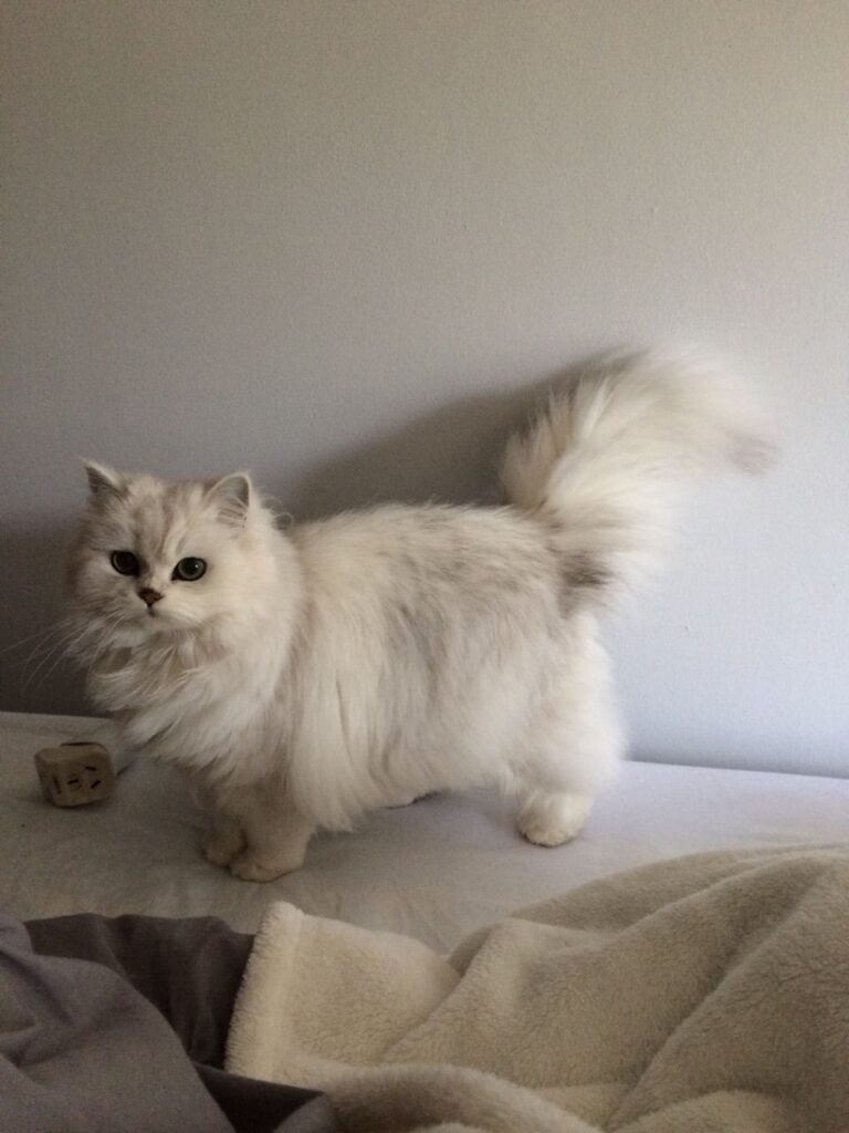 Matching Cat Pfps Collection (150+ Images) — PfpFinder.com